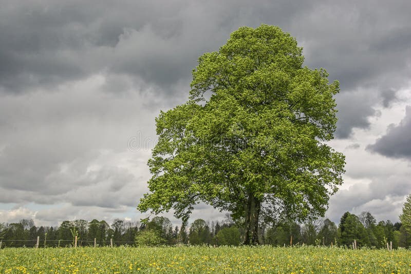 Loofbomen stock foto. Image of status, hoger, esdoorn - 25583490