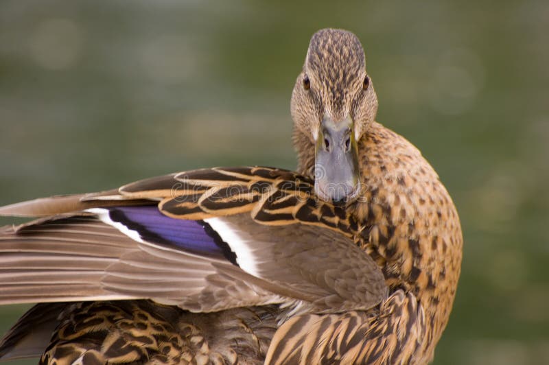 The look stock image. Image of portrait, duck, water, season - 5566305