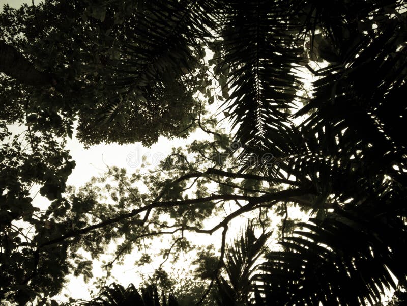 Look above stock image. Image of city, look, forest - 69046981