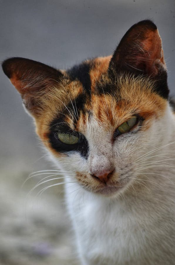The look of an angry cat stock image. Image of looking - 168722277