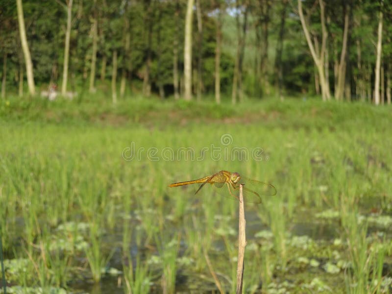Look Awesome of Dragonfly at Ricefield with Green Color Stock Image ...