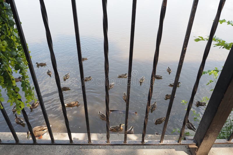 Look through the Bars To See the Ducks Swimming in the River. Stock ...