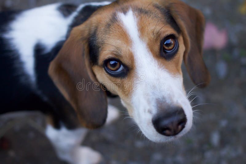 The look of a beagle stock photo. Image of look, straight - 175097312