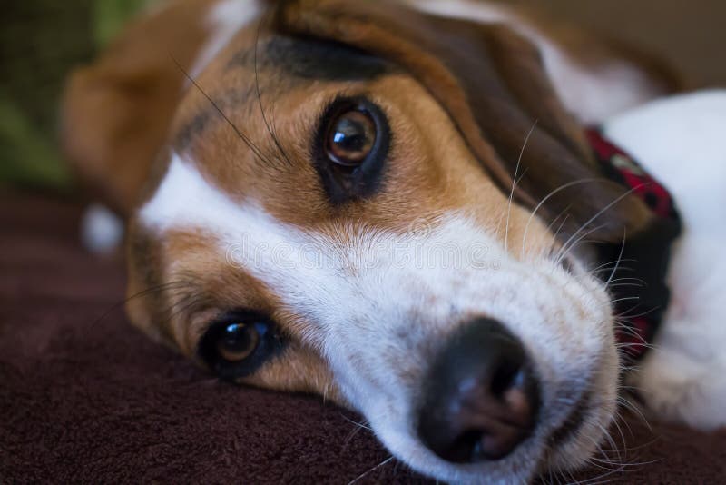 The look of a beagle stock photo. Image of staring, look - 175096954
