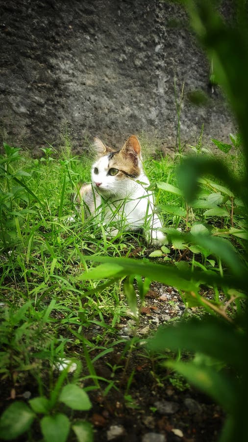 Look Beautiful Moment Cats in Grass Stock Photo - Image of cats ...