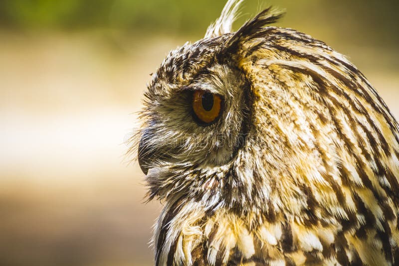 Look, Beautiful Owl with Intense Eyes and Beautiful Plumage Stock Photo ...
