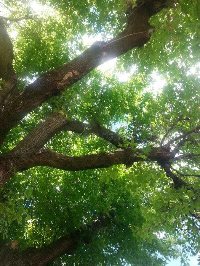 A look from below stock image. Image of book, look, tree - 112169275