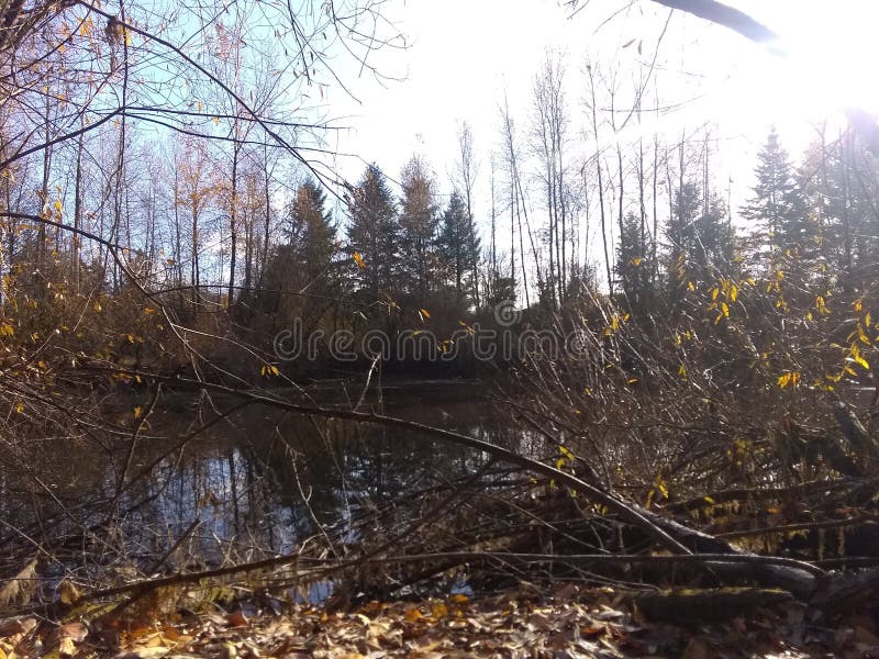 Look beyond the trees stock image. Image of trees, light - 148388653