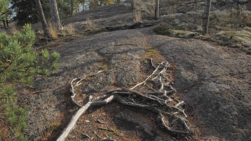 Look of the Big Tree Roots on the Soil in the Forest Stock Footage ...