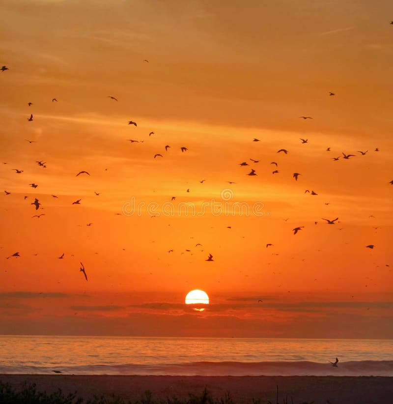 Look Birds Sea Sunset Beach Nature Stock Image - Image of sunlight ...