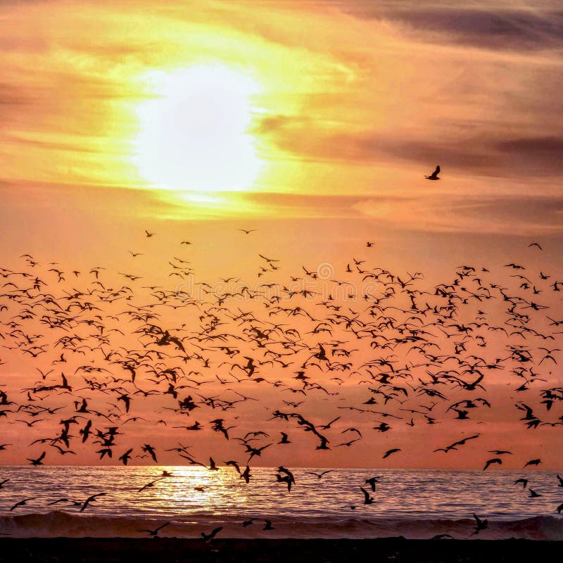 Look Birds Sunset Beach Sea Stock Image - Image of dawn, bird: 233574767