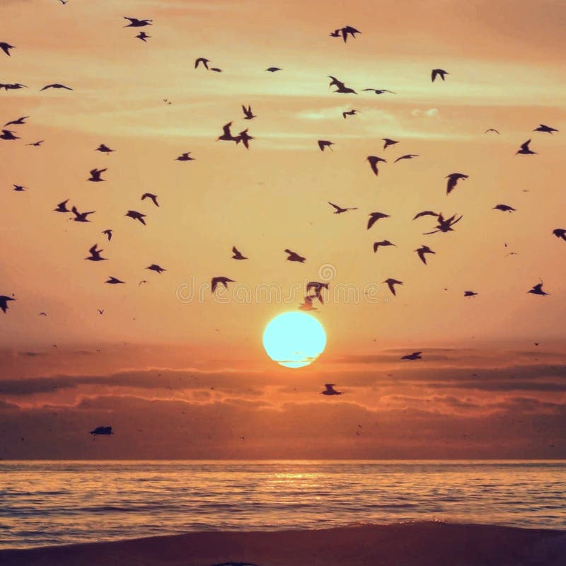 Look Birds Sunset Beach Sea Nature Stock Image - Image of look, nature ...