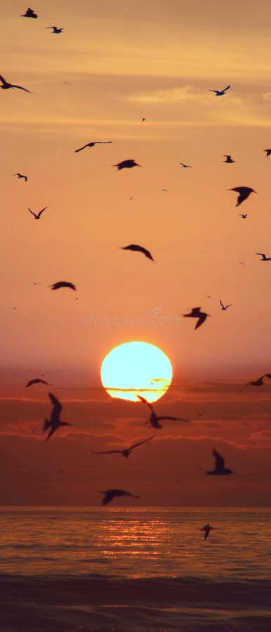 Look Birds Sunset Beach Sea Nature Stock Photo - Image of line, sunrise ...