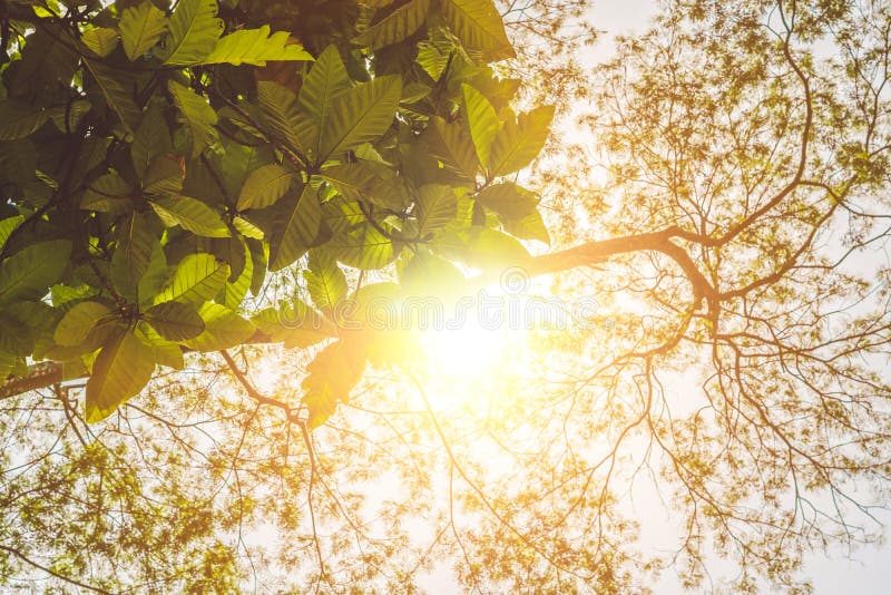 Look at the Bottom of a Tree Branch and the Sun Stock Photo - Image of ...
