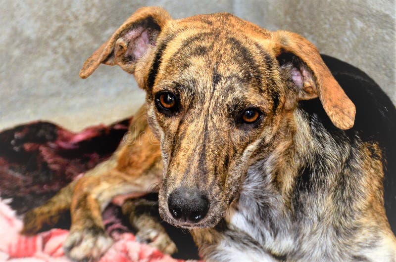 Look of a brindle stock image. Image of backyard, beautiful - 242650947