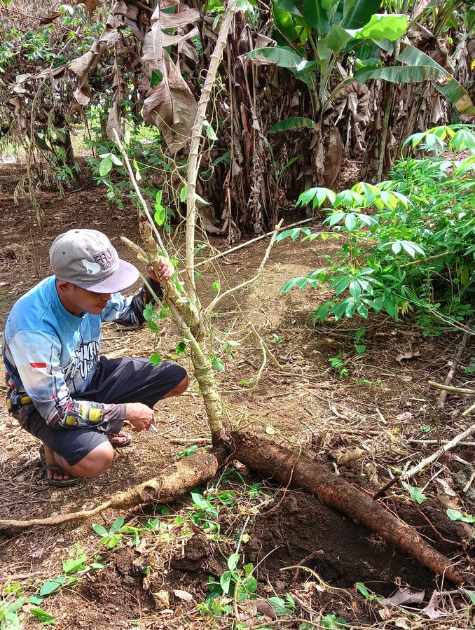Look at this Cassava, Even Though One Tree Has Different Fruit, One is ...