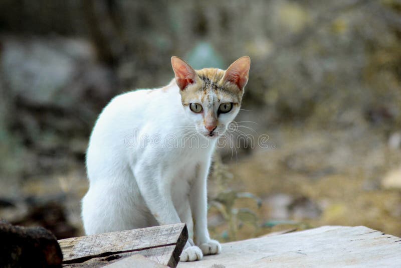 The Look of Cat stock image. Image of kitten, carnivore - 208924969
