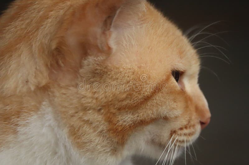 The look of a cat s face stock photo. Image of snout - 314619788