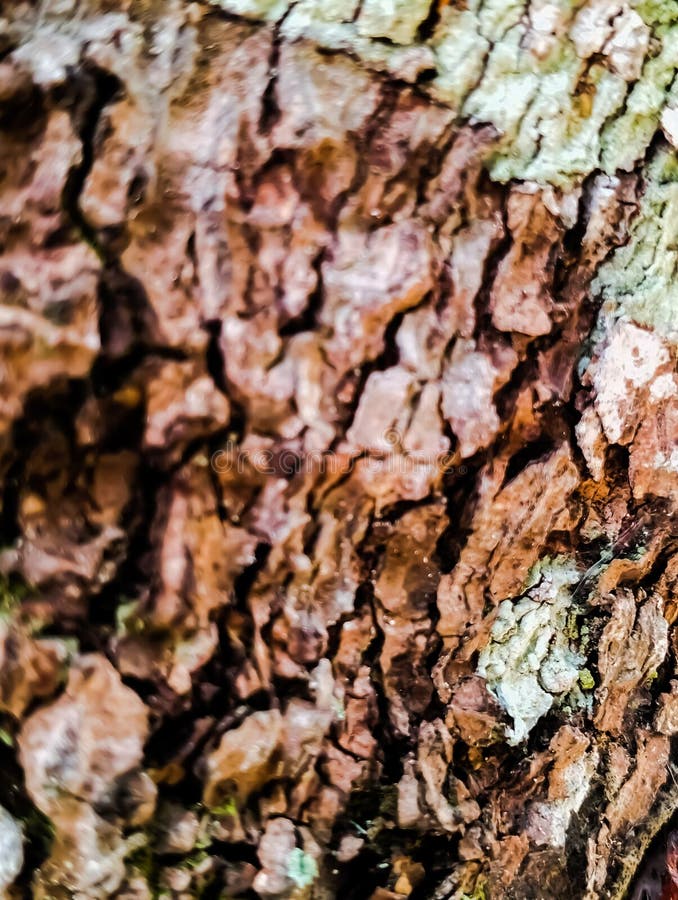 Look Closely at the Pattern of the Bark Breaking Apart Stock Image ...