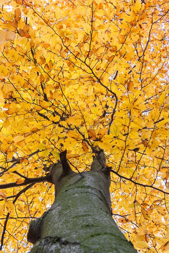 Look into the Crown of Beech Stock Photo - Image of fall, garden: 27746642