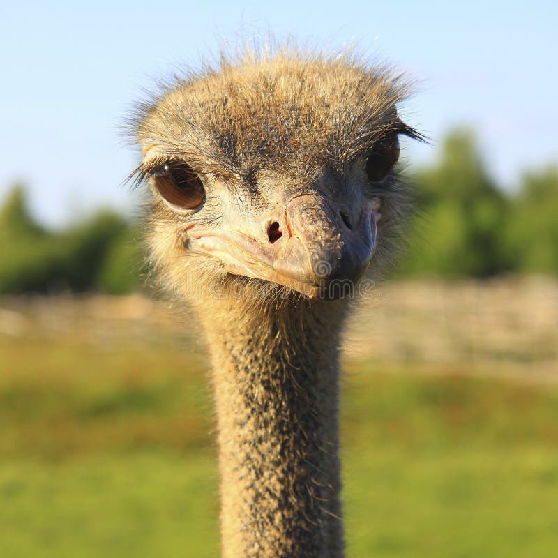 The Look of Curious Ostrich Close Up Stock Image - Image of ostrich ...