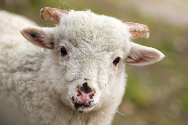 The look of a cute lamb stock image. Image of wool, mammal - 273785949