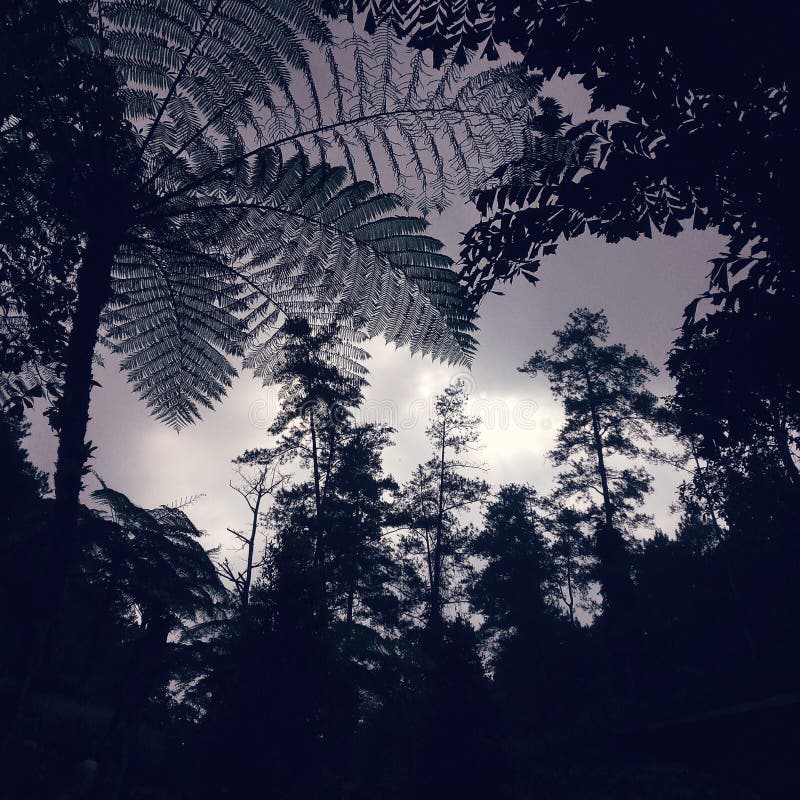 A Look at the Dark Sky from Inside the Forest Stock Photo - Image of ...
