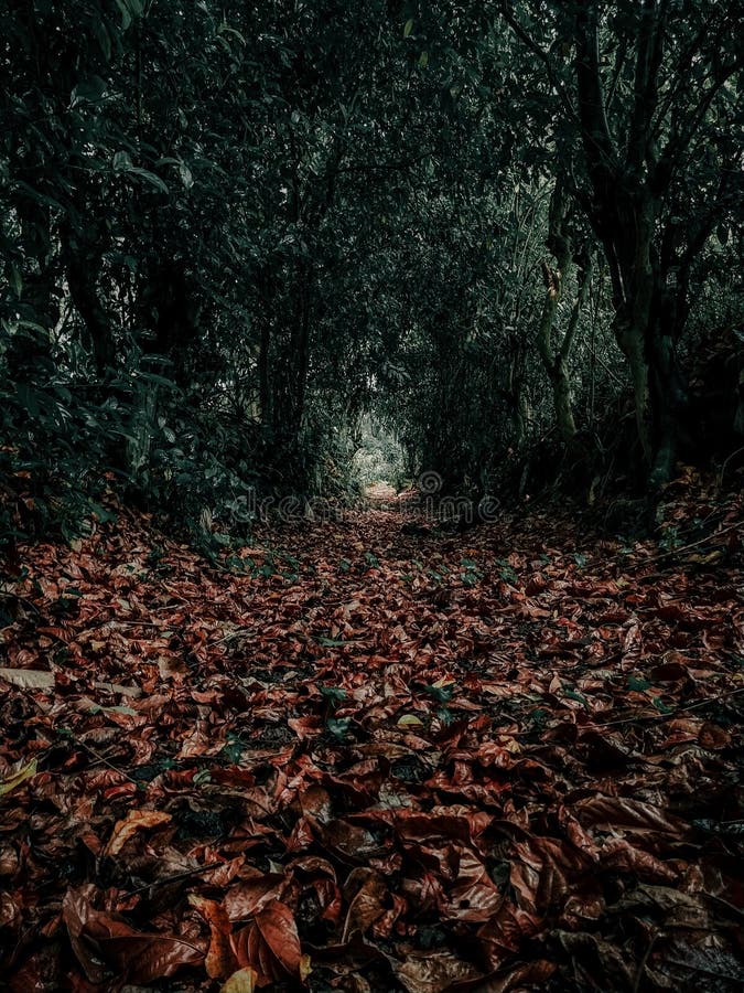 Look Deep into Nature, into the Wild, Forest Stock Image - Image of ...