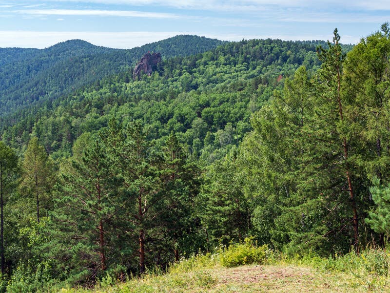 A Look at of a Dense Coniferous Forest. View from Above Stock Photo ...