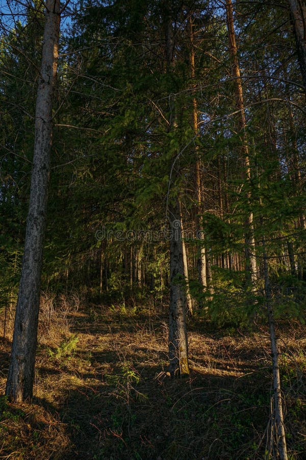 Look into the Depths of the Forest. Stock Photo - Image of islands ...