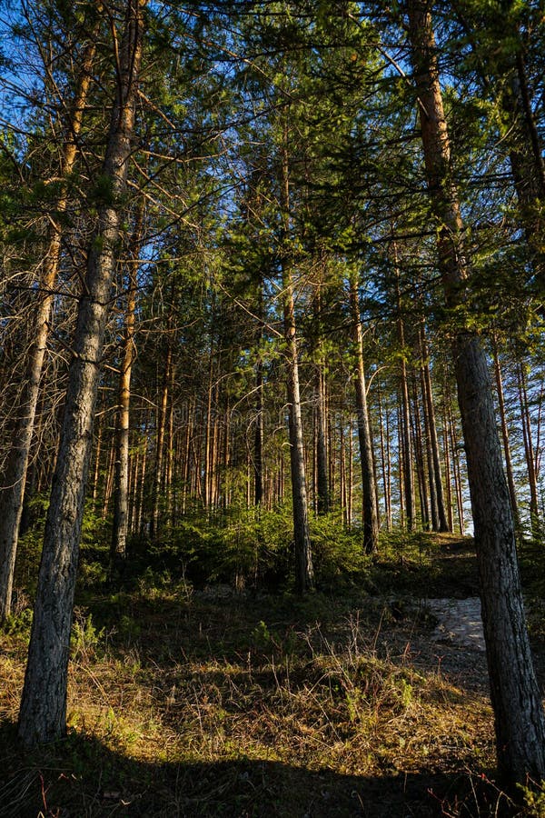 Look into the Depths of the Forest. Stock Image - Image of floating ...
