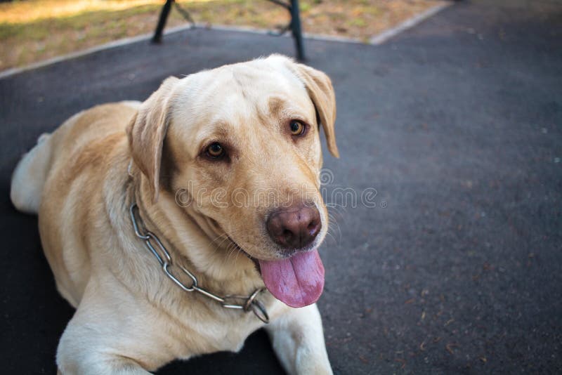Big White Dog Lying Down . Look of a Dog Stock Image - Image of colored ...