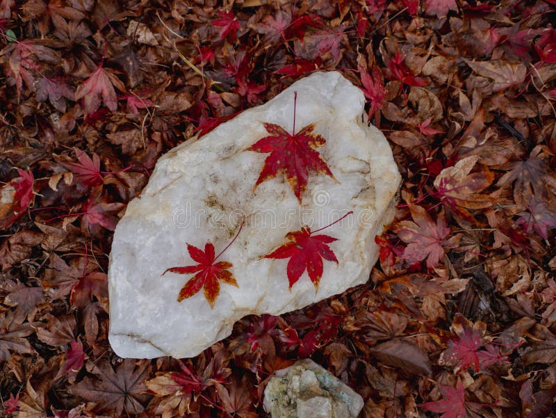 Red Maple Leaves on a White Quartz Rock Stock Image - Image of leaves ...