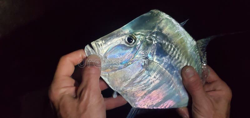 Look down fish stock image. Image of blue, hand, reptile - 226335649