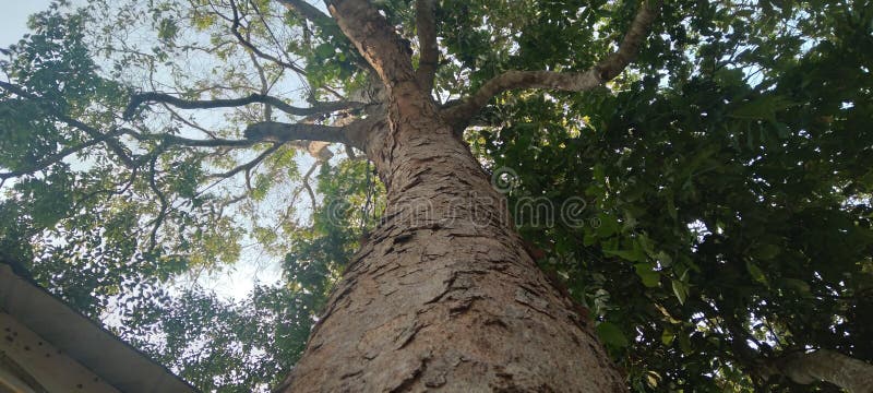 Look from Down Green Bigtree Leaf Save Forest Stock Image - Image of ...