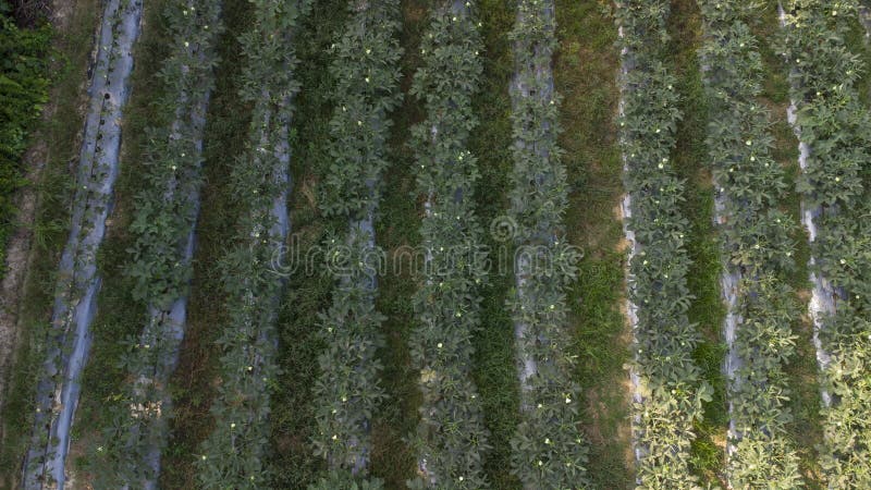 Look Down on Okra Farm from Above. Stock Image - Image of high ...