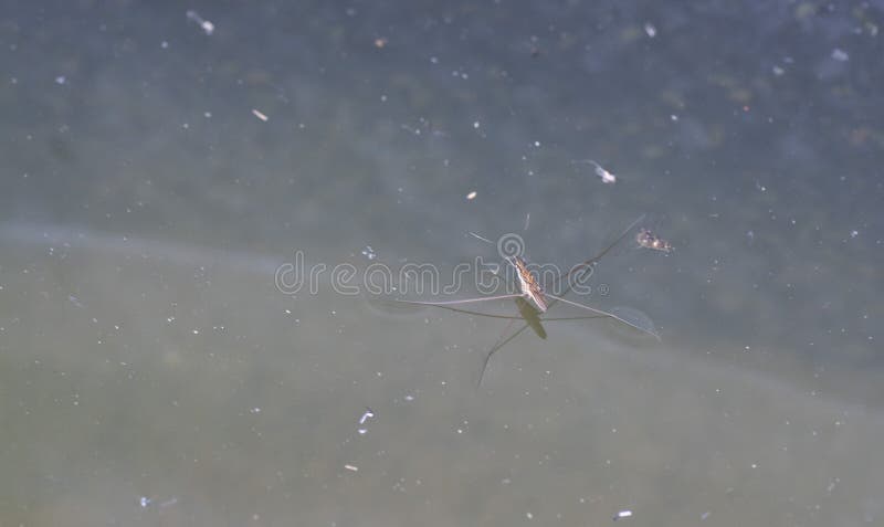 Wate Strider Insect Floating on the Surface of the Water Stock Image ...