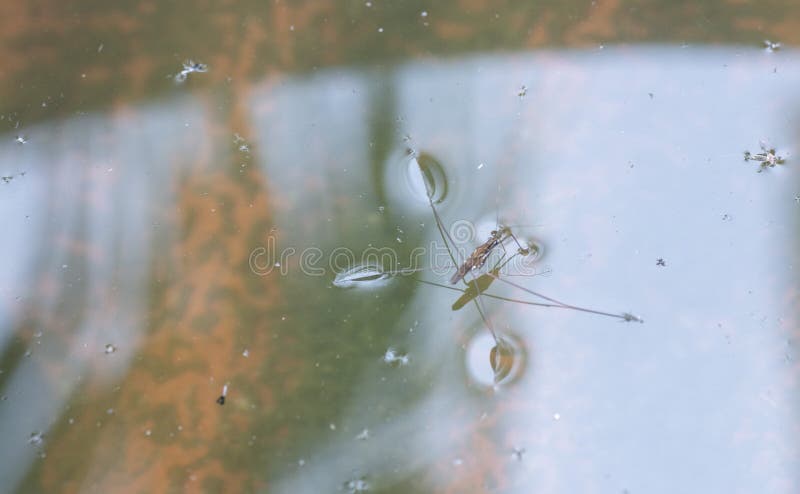 472 Water Bug Floating Water Stock Photos - Free & Royalty-Free Stock ...