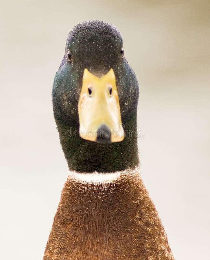 Look of the duck stock image. Image of color, brown, bird - 8632621