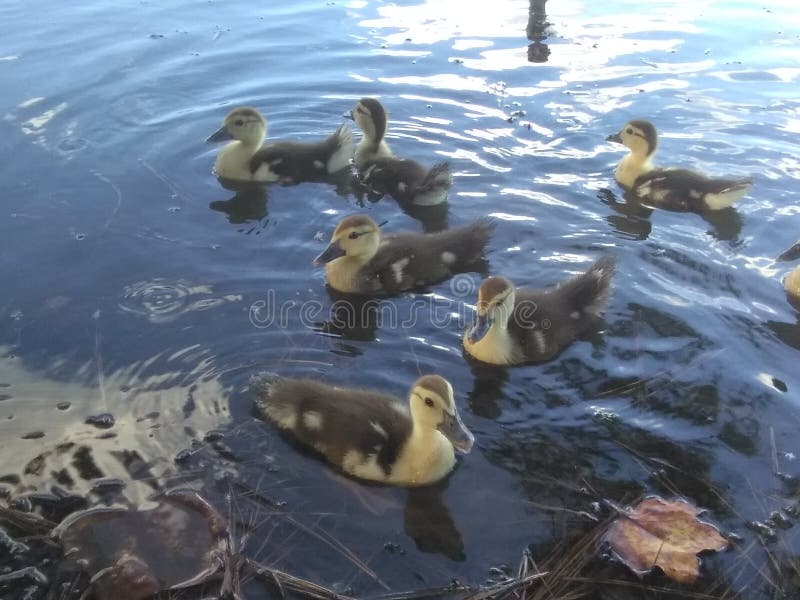 Look at the ducks stock image. Image of adorable, playing - 126668493