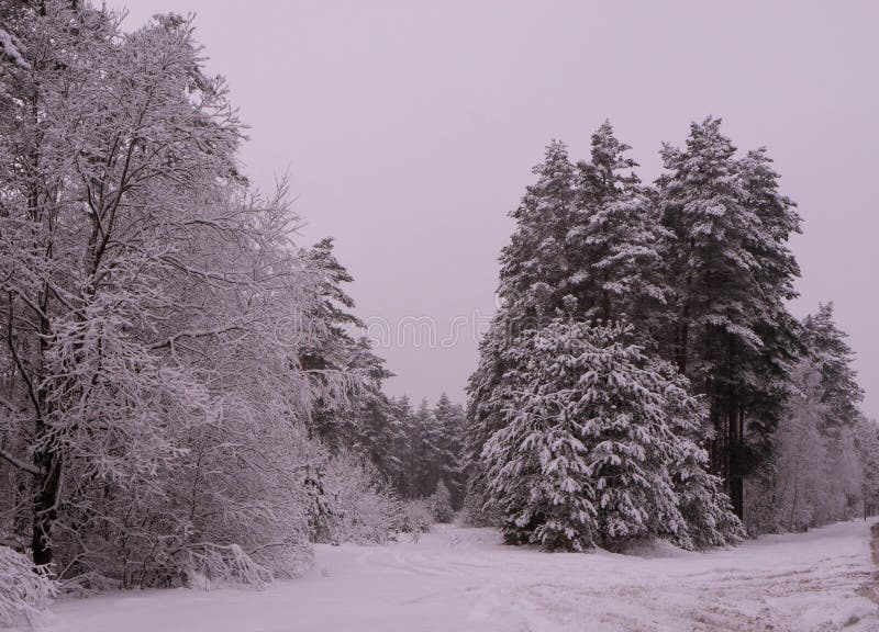 Look of the Edge of the Forest Stock Image - Image of frost, edge: 84171921