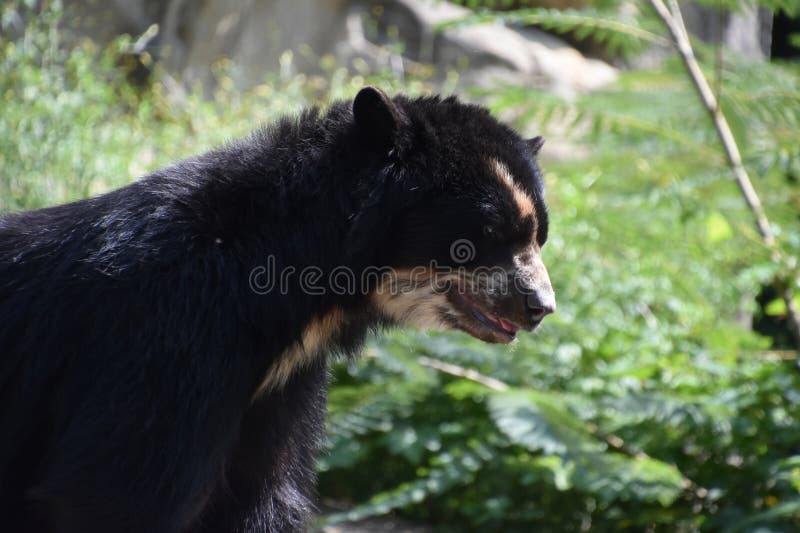 A Look into the Face of an Andean Bear Stock Image - Image of fluffy ...