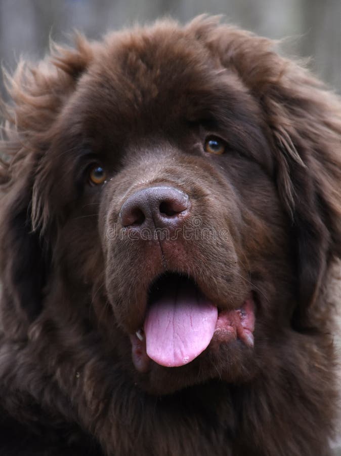 Look into the Face of a Brown Newfoundland Dog Stock Photo - Image of ...