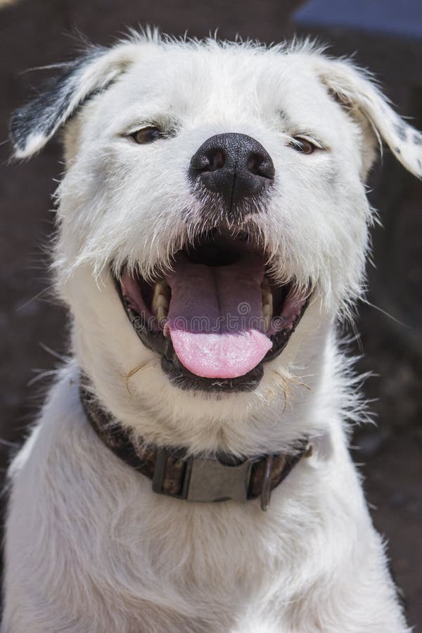 1,367 Scruffy Dog Photos - Free & Royalty-Free Stock Photos from Dreamstime