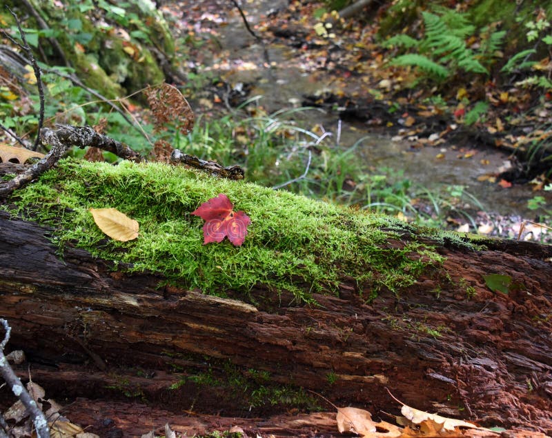 Look of Fall stock photo. Image of leaves, falling, crispness - 84743770