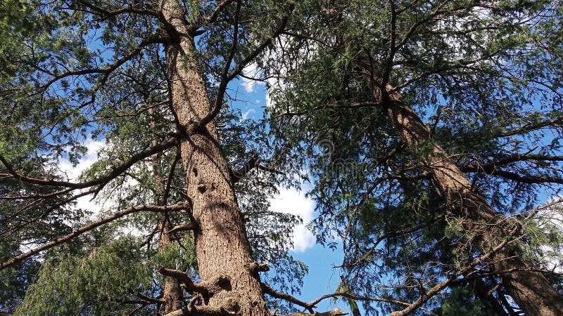 Look Forest from the Bottom Stock Photo - Image of trees, forest: 174461338