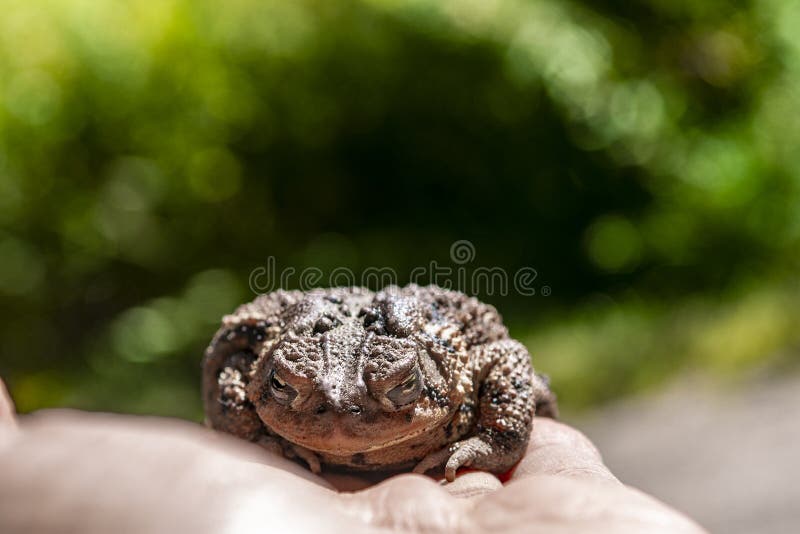 The look of a forest toad stock photo. Image of hand - 229714084