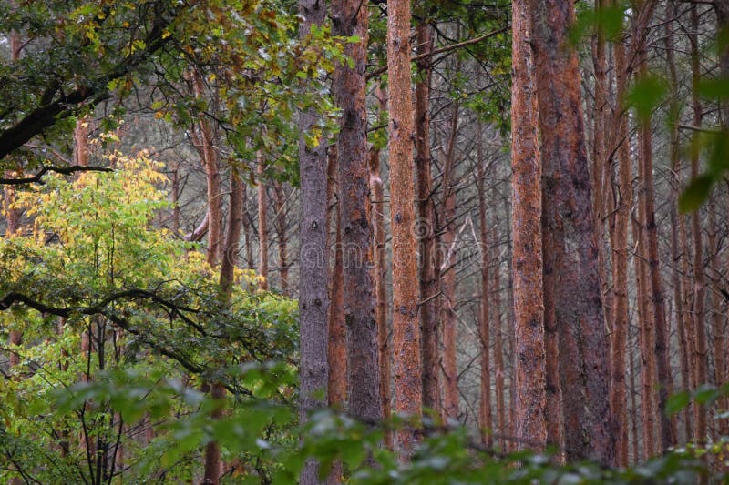 Look into the Forest stock image. Image of forest, pineforest - 232228075