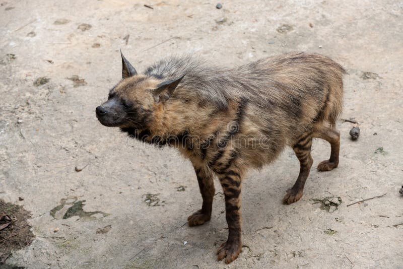 Black Hyenas White Stock Photos - Free & Royalty-Free Stock Photos from ...
