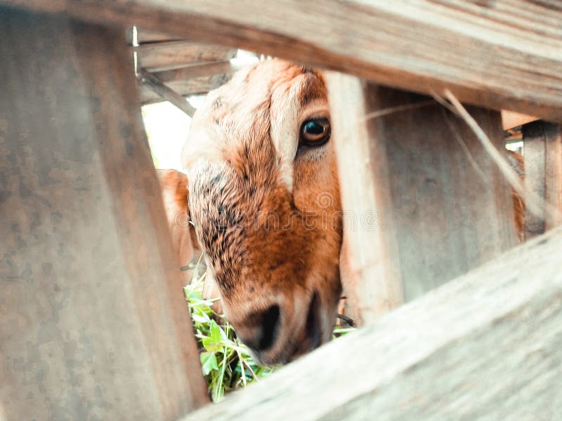 Look at goat stock photo. Image of food, grass, goat - 230052256